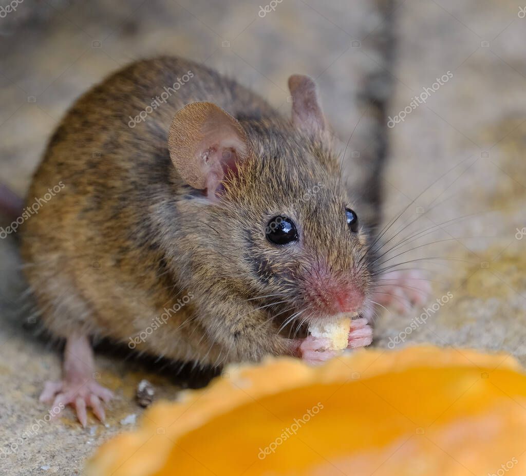 El ratón de casa es un pequeño mamífero del orden Rodentia ...