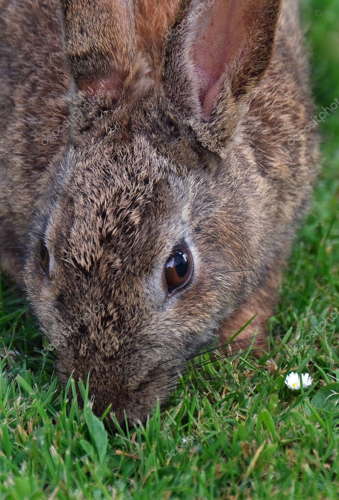 Los conejos son pequeños mamíferos de la familia Leporidae del orden ...