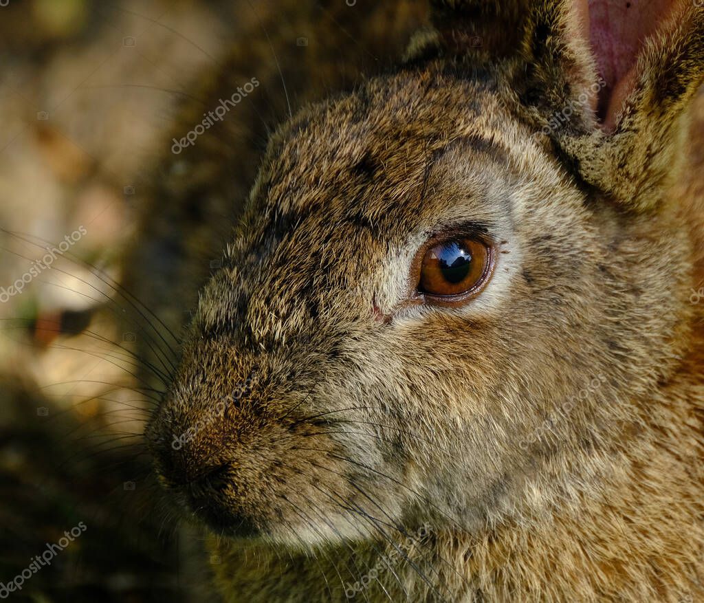 Los conejos son peque os mam feros de la familia Leporidae del orden ...
