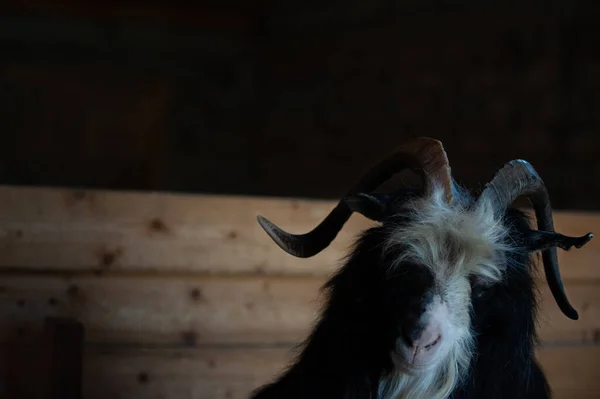 Scary Goats