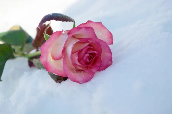 Rose snow Stock Photos, Royalty Free Rose snow Images | Depositphotos