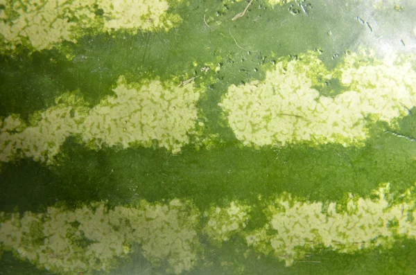 Watermelon skin texture background — Stock Photo © karpenyuk #163453850