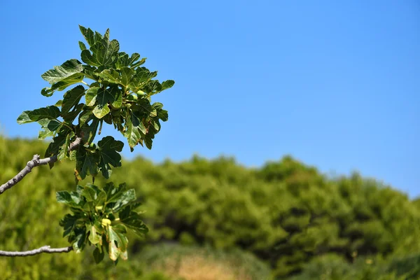 Arak tree Stock Photos, Royalty Free Arak tree Images | Depositphotos