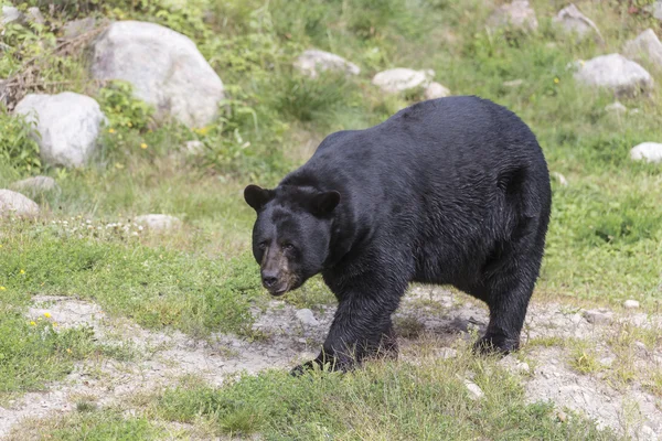 Beautiful black bear Stock Photos, Royalty Free Beautiful black bear ...