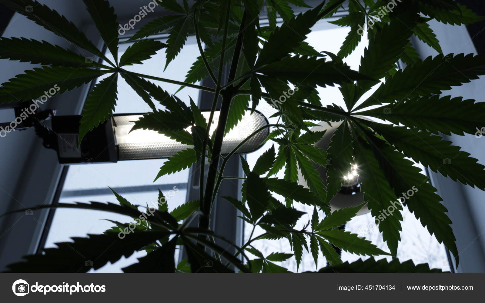 Dark Silhouette Large Bush Marijuana Light Window Opening Bottom View ...