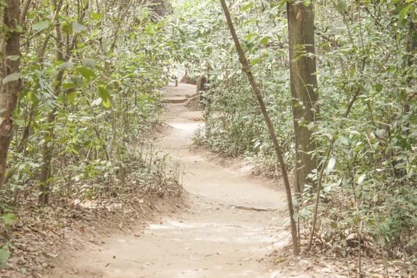 Jungle path Images - Search Images on Everypixel