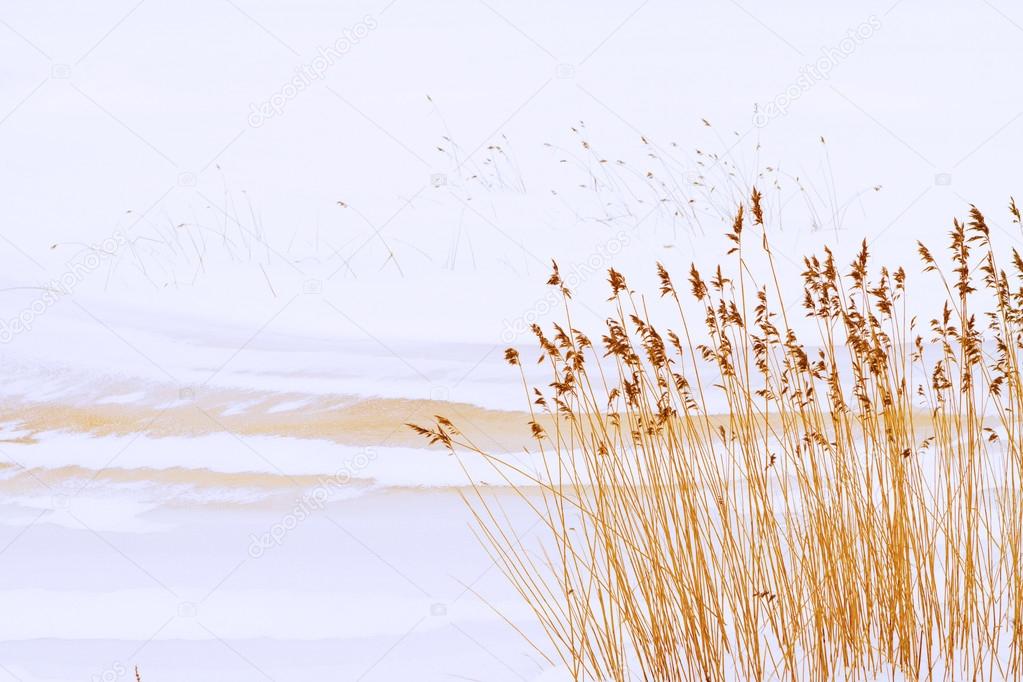 Rushy river shore in a very early spring Stock Photo by ©Tartalia 65211959