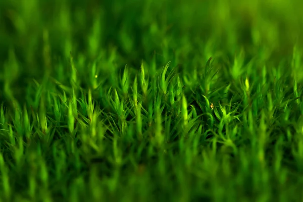 Parc vert gazon Stock Photos, Royalty Free Parc vert gazon Images ...