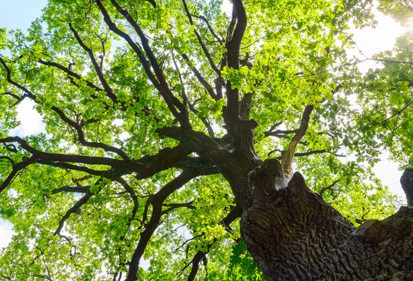 Great oak tree Stock Photos, Royalty Free Great oak tree Images ...