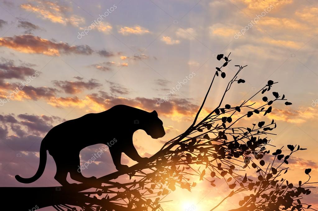 Jaguar animal from a tree Stock Photo by ©Prazisss 117605606