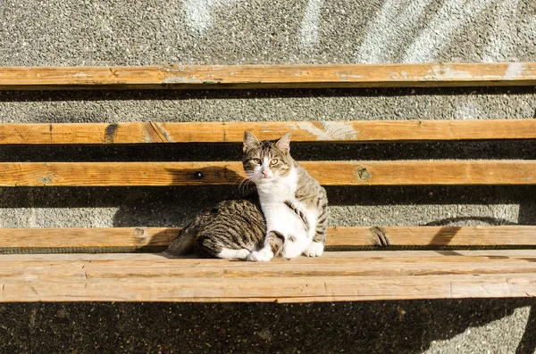 Scared cat on the bench - Stock Image - Everypixel
