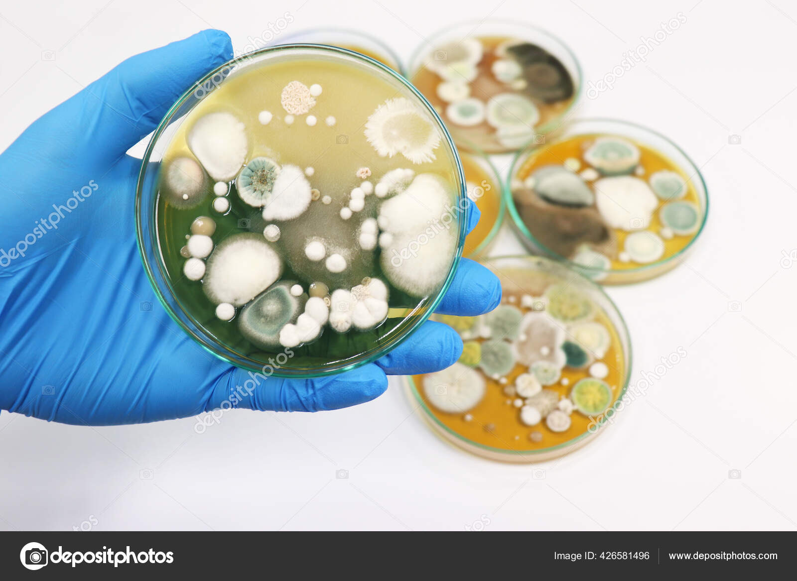 Petrischaal Met Agar NEST® Petrischaal Petridish Polystyrene