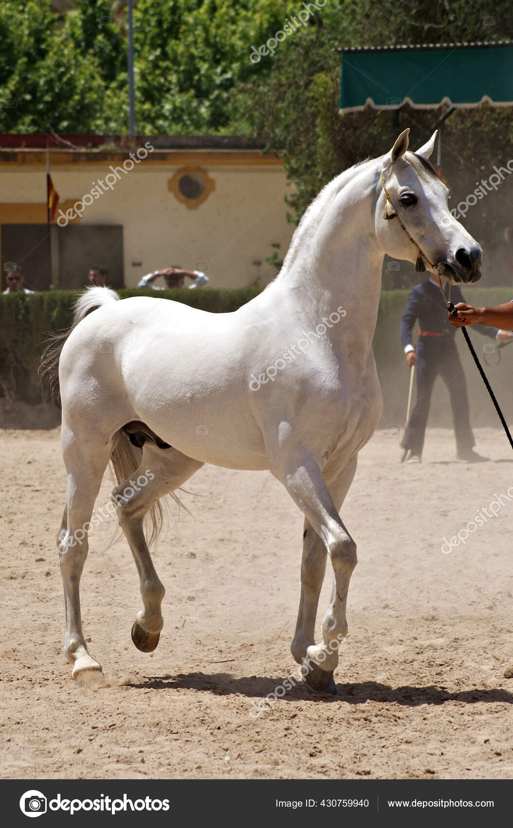 White Arabian Stallion Wallpaper White Arabian Horse — Stock Photo