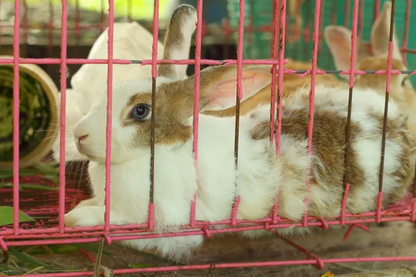 rabbits lots of cute for sale at the market - Stock Image - Everypixel