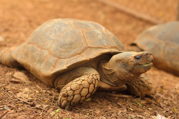 Crawling tortoise in the nature at the zoo - Stock Image - Everypixel