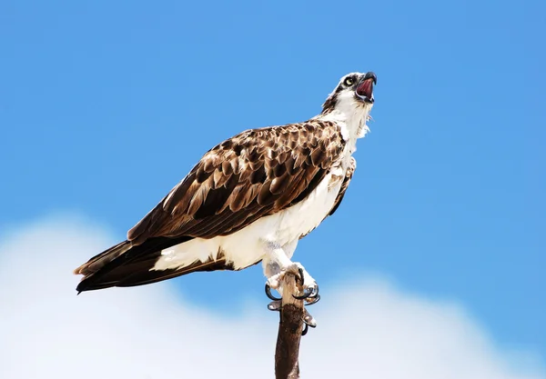 Angry eagle Stock Photos, Royalty Free Angry eagle Images | Depositphotos