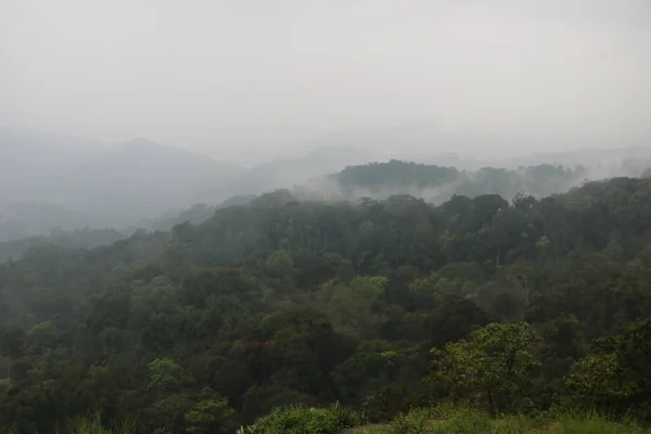 Rwanda rainforest Stock Photos, Royalty Free Rwanda rainforest Images ...