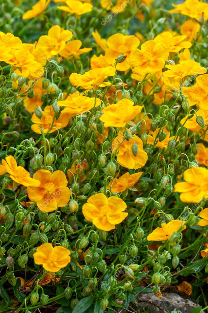 Helianthemum 'Old Gold' una planta de flores de verano herbácea ...