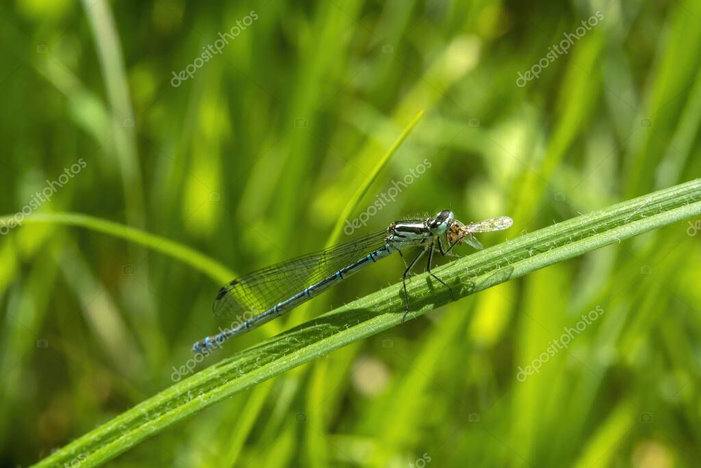 Azure Damselfly, Coenagrion puella una especie común de insecto hembra ...