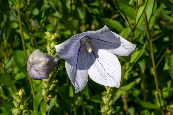 Platycodon grandiflorus 'Perlmuttersschale' una planta con flores de ...