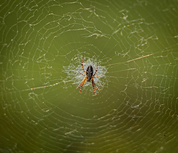 Biege spider Stock Photos, Royalty Free Biege spider Images | Depositphotos