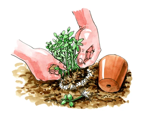 Como plantar Stock Photos, Royalty Free Como plantar Images | Depositphotos