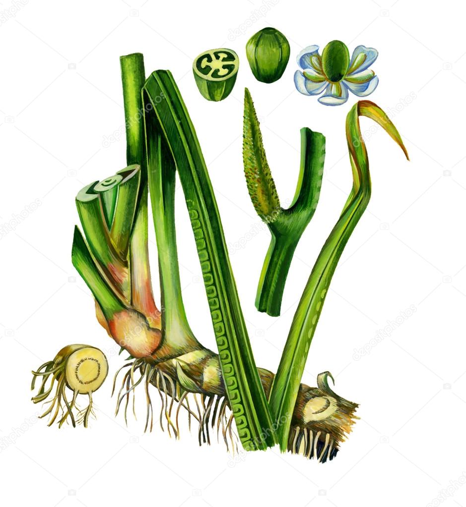 Flowers, fruits, leaves and root of Acorus calamus. Botany Stock ...