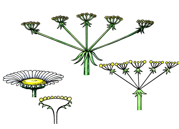 Inflorescentia Corymbus. Botany — Stock Photo © Alexsseika #75194451