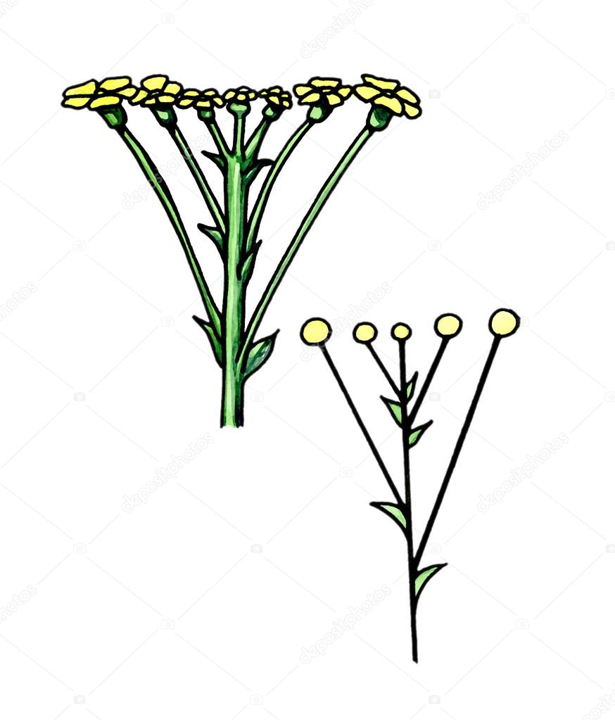 Inflorescentia Corymbus. Botany — Stock Photo © Alexsseika #75194451