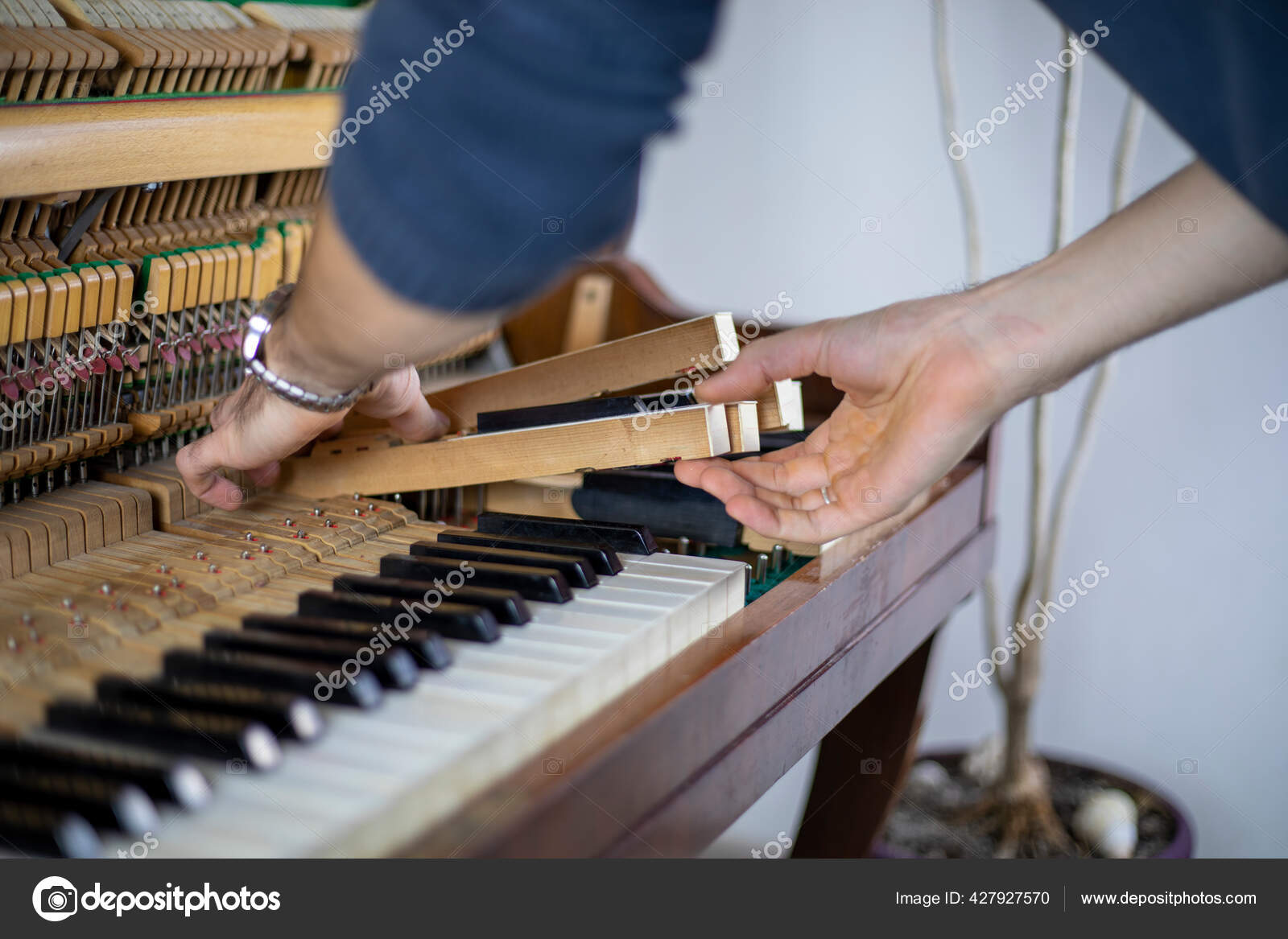 Insert Piano Keys Piano Tuning Tuner Musical Horizontal Stock Photo by ...