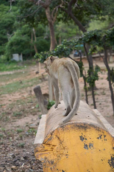 Monkey arm Stock Photos, Royalty Free Monkey arm Images | Depositphotos