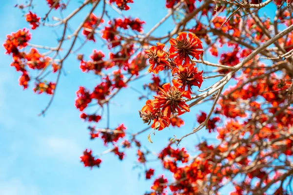 Arbre en fleurs rouge images libres de droit, photos de Arbre en fleurs ...