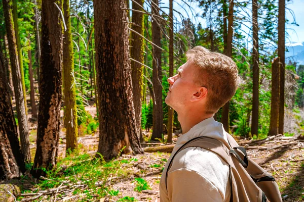 A young man stands among huge trees and looks at a giant redwood tree ...