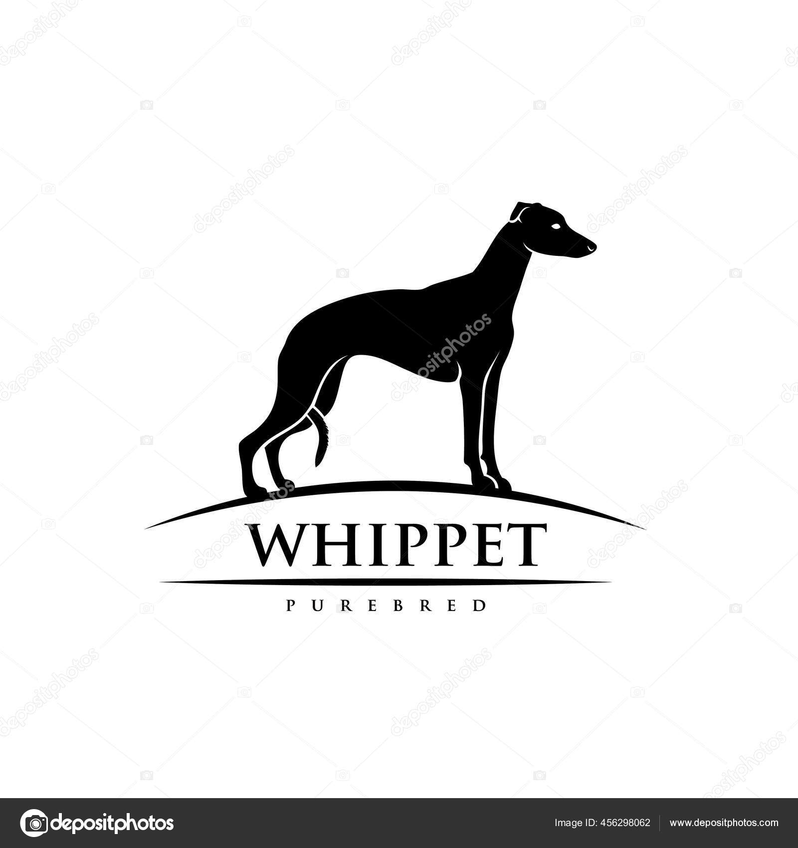 Whippet Perro Ilustración Vectorial Aislado Sobre Fondo Blanco Vector ...