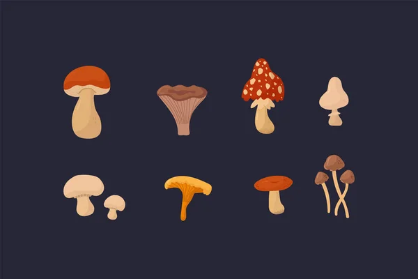 11,553,369 Anatomy of mushrooms Vector Images | Depositphotos