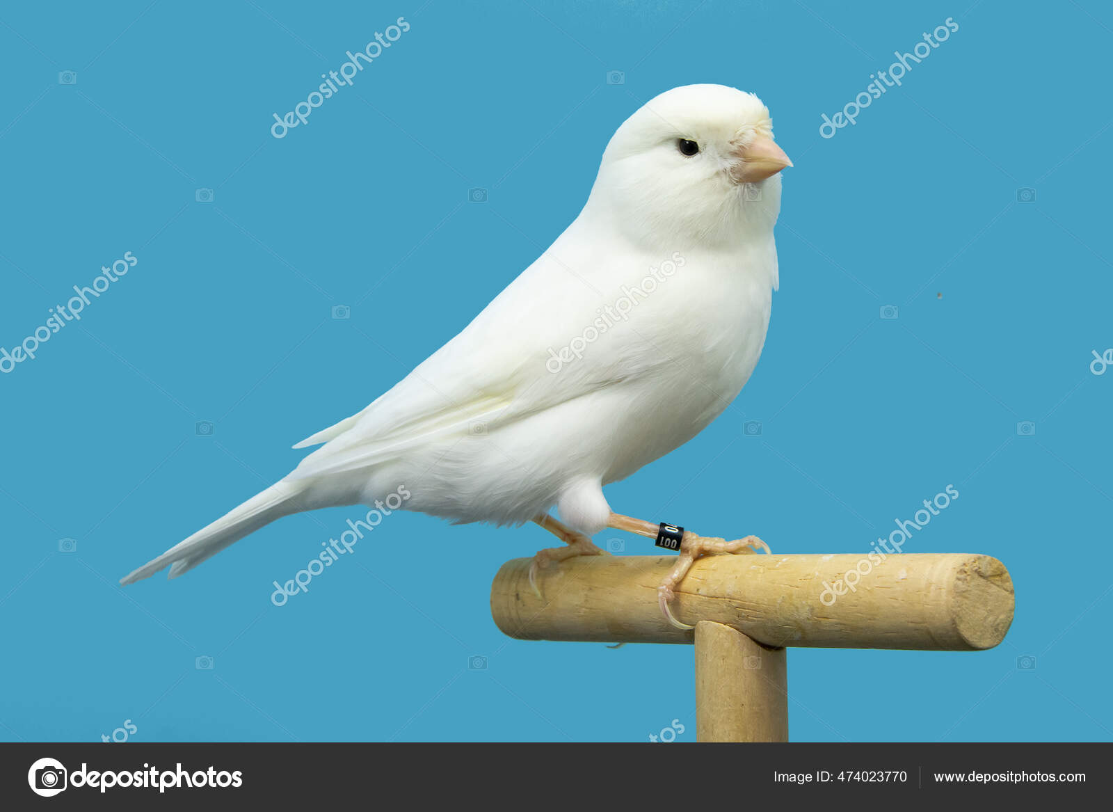 White Canary Bird