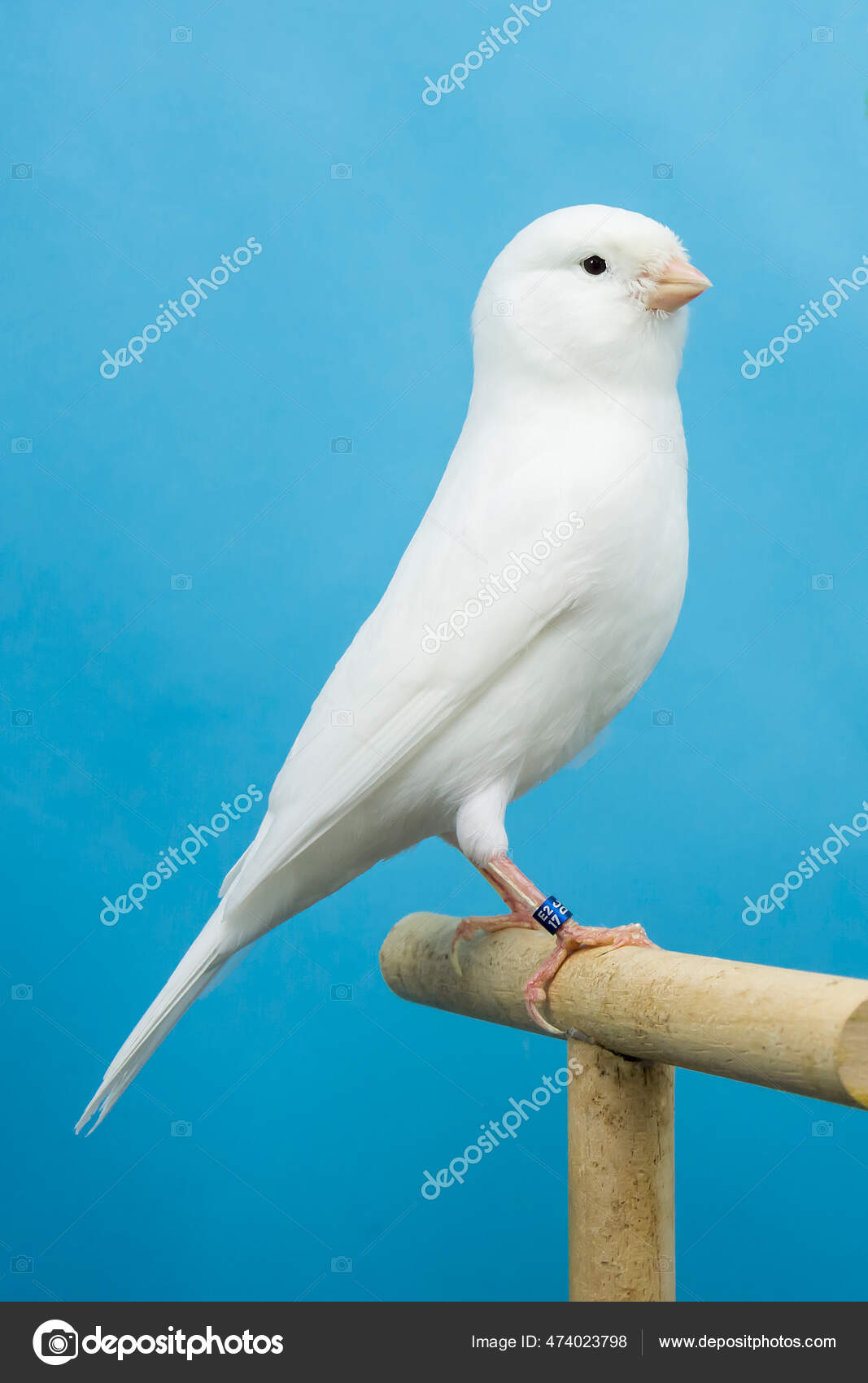 White Canary Bird