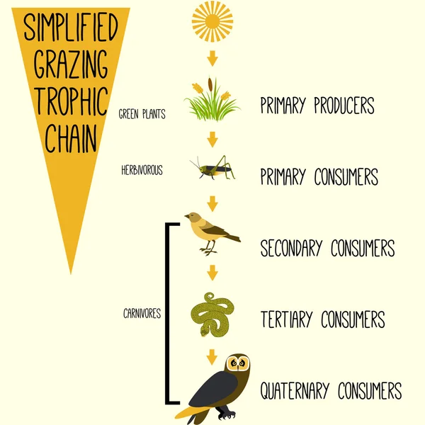 Tiger Food Chain Diagram