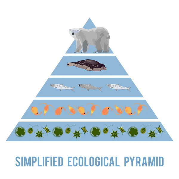 Temperate Deciduous Forest Energy Pyramid