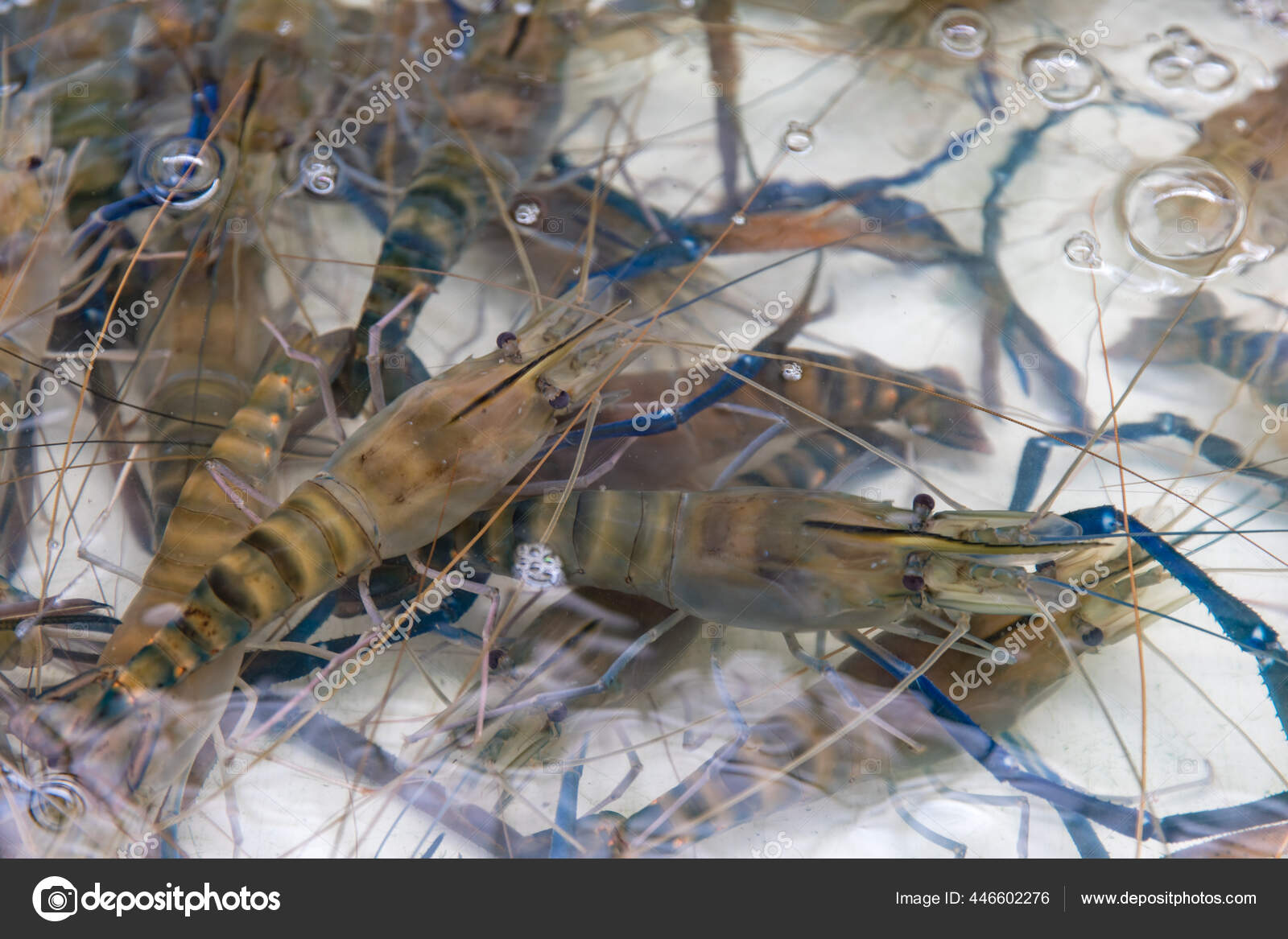 Alive Shrimp In Water
