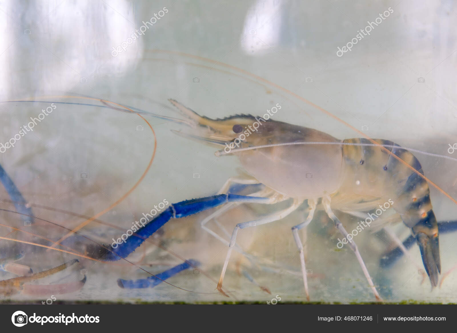 Prawn In Water