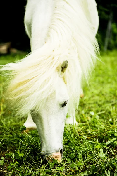 White little pony grazing on the green meadow - Stock Image - Everypixel
