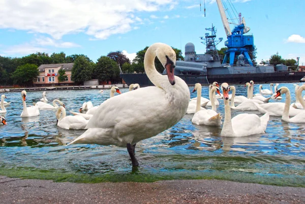 Henley on thames Stock Photos, Royalty Free Henley on thames Images ...