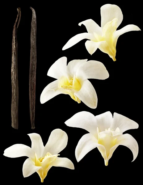Vanilla flowers on white background. Aromatic, fresh vanila flower ...