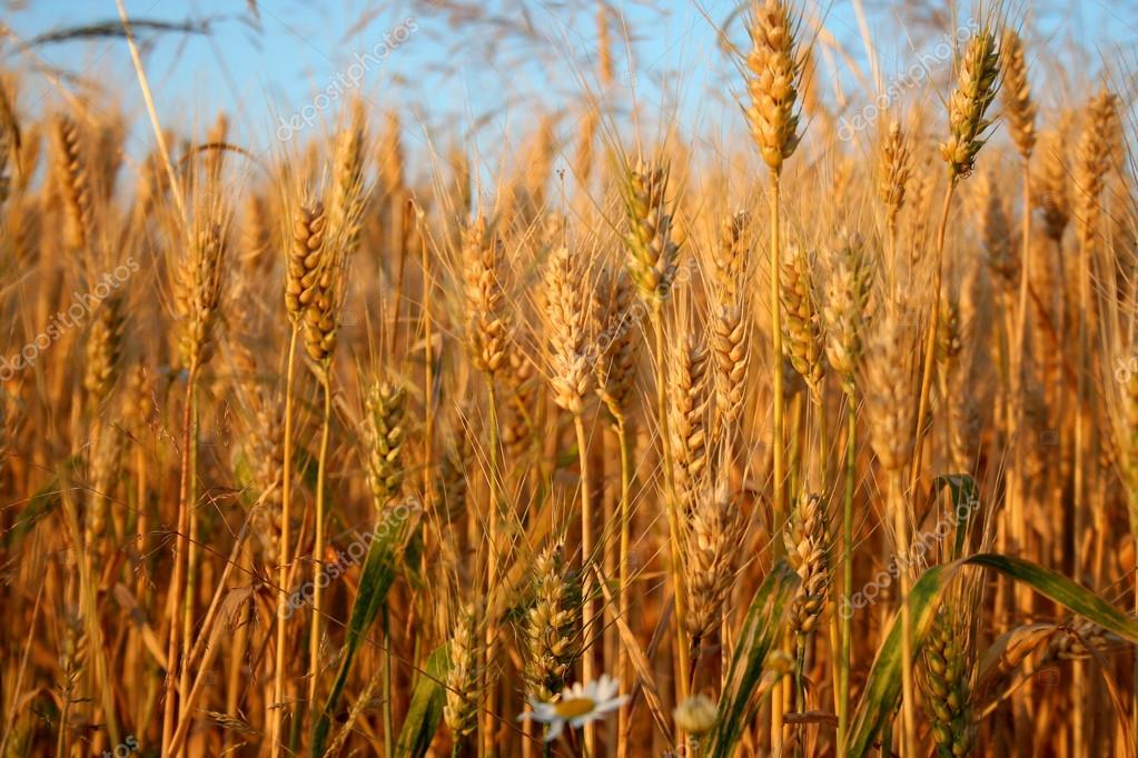 Wheat — Stock Photo © VadimDem #78594114