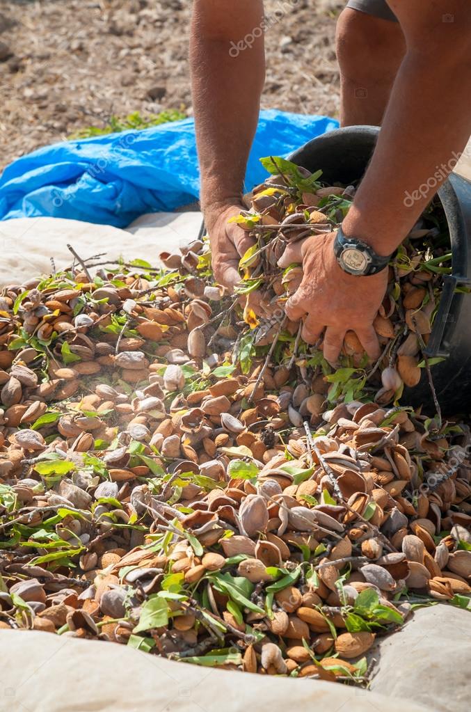 Almond harvest time — Stock Photo © siculodoc #121462406