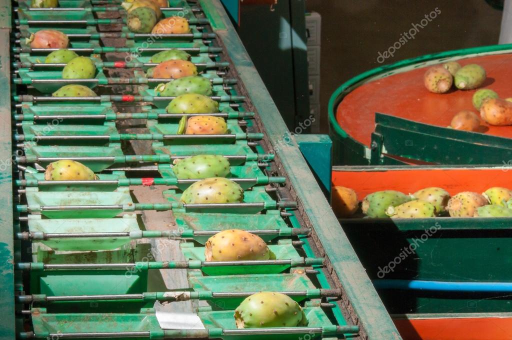 The working of prickly pears Stock Photo by ©siculodoc 124615862