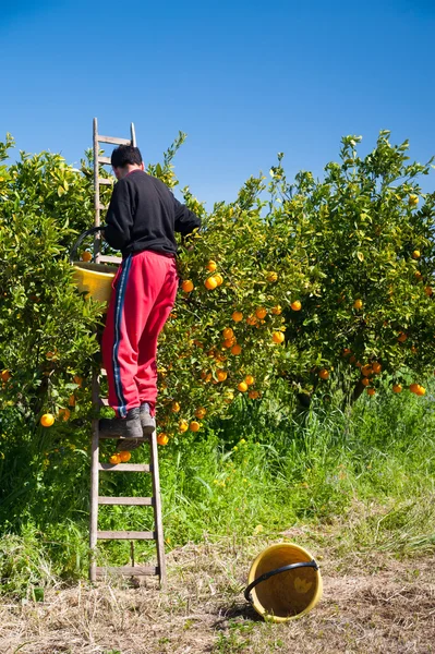 Fruit picker Stock Photos, Royalty Free Fruit picker Images | Depositphotos