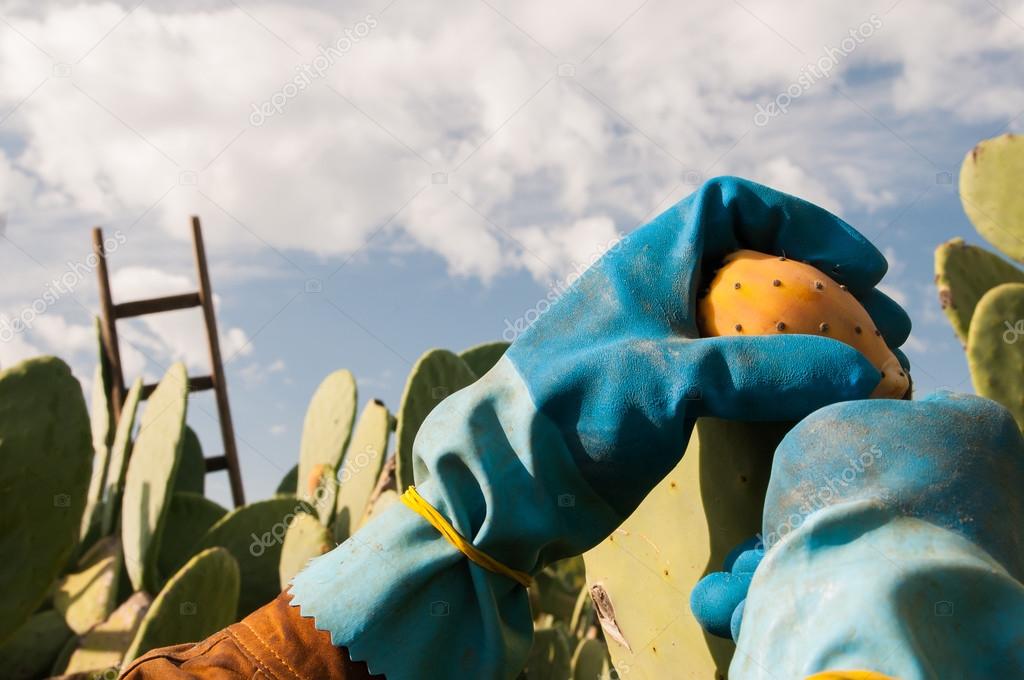 Prickly pear picker — Stock Photo © siculodoc #90649578