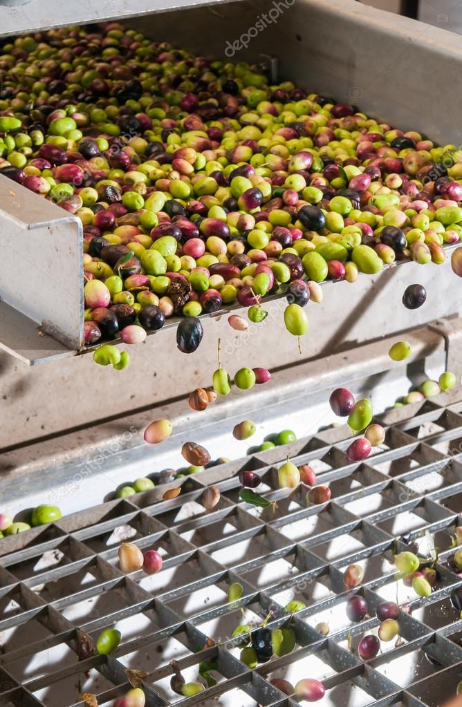Olive cleaning and washing Stock Photo by ©siculodoc 91408948